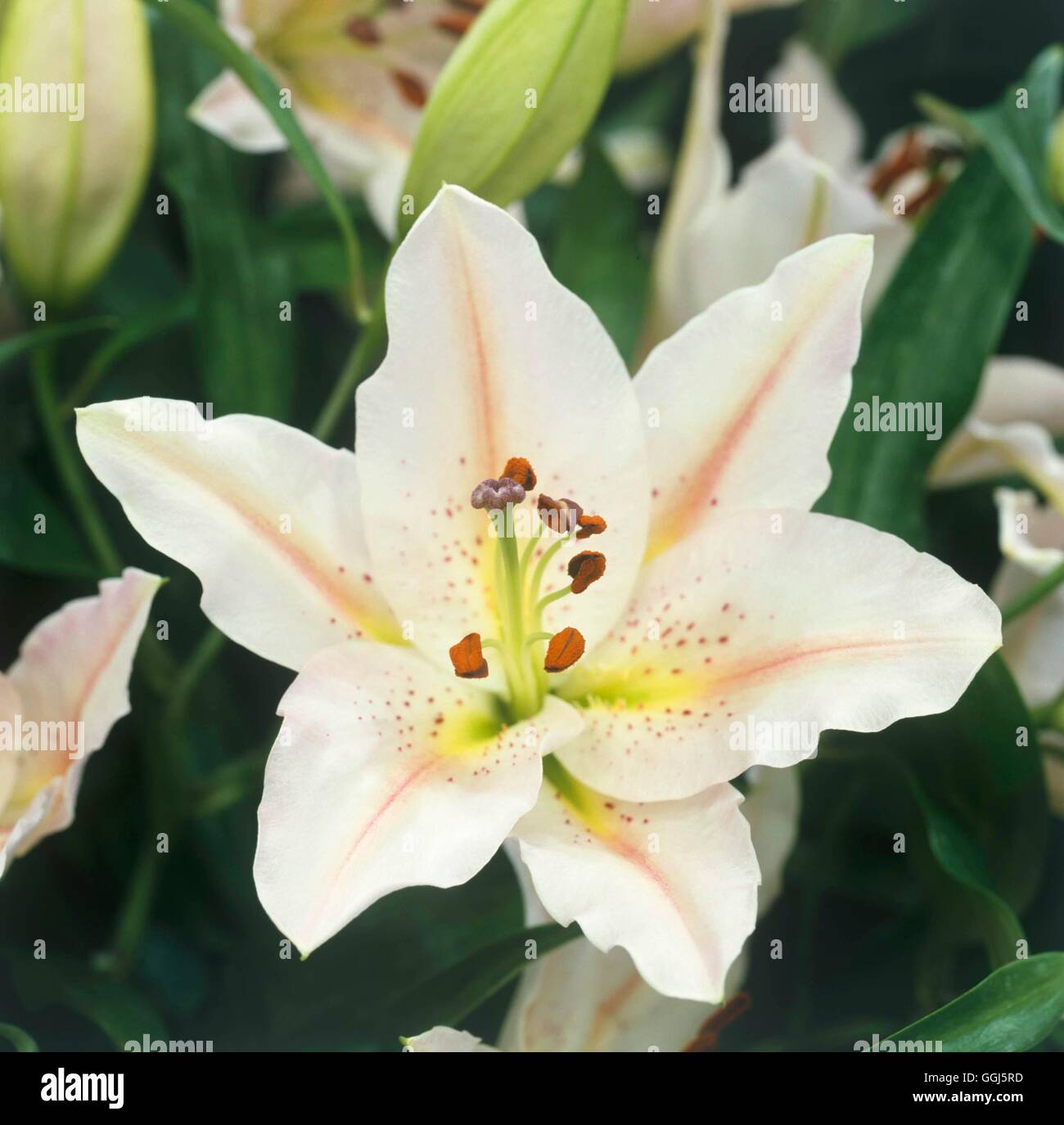 Lilium joy hi-res stock photography and images - Alamy Lilium joy hi-res stock photography and images - Alamy